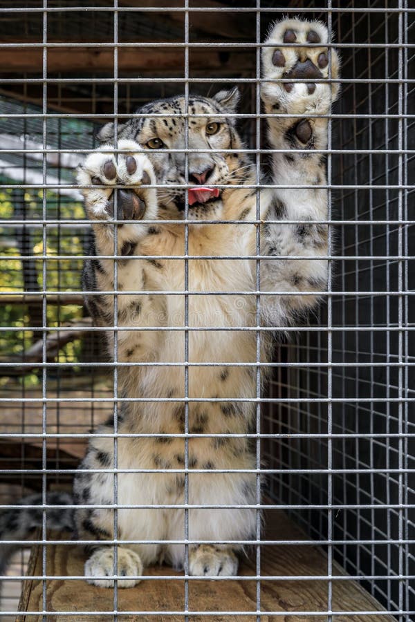 Wild Snow Leopard in a Cage at a Sanctuary Stock Image - Image of ...