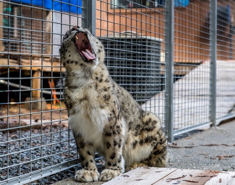 Wild Snow Leopard Yawning in a Cage at a Sanctuary Stock Image - Image ...