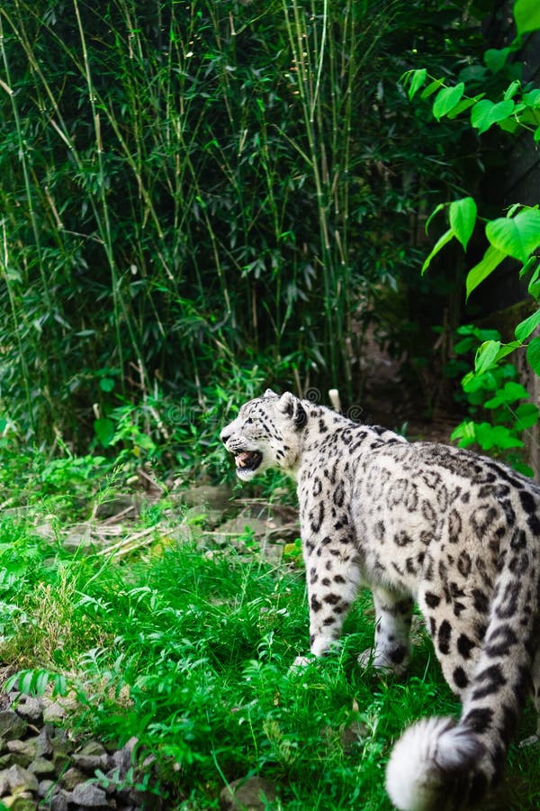 Wild Snow Leopard with White Fur in the Jungle Stock Photo - Image of ...