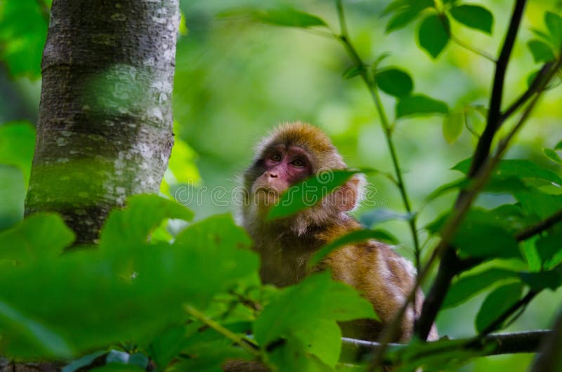 Snow Monkey Scratching Behind the Ears in Jigokudani, Japan Stock Image ...
