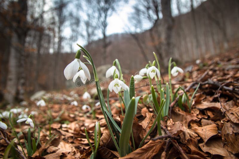 Wild Snowdrops in the Forest Stock Photo - Image of outdoor, field ...