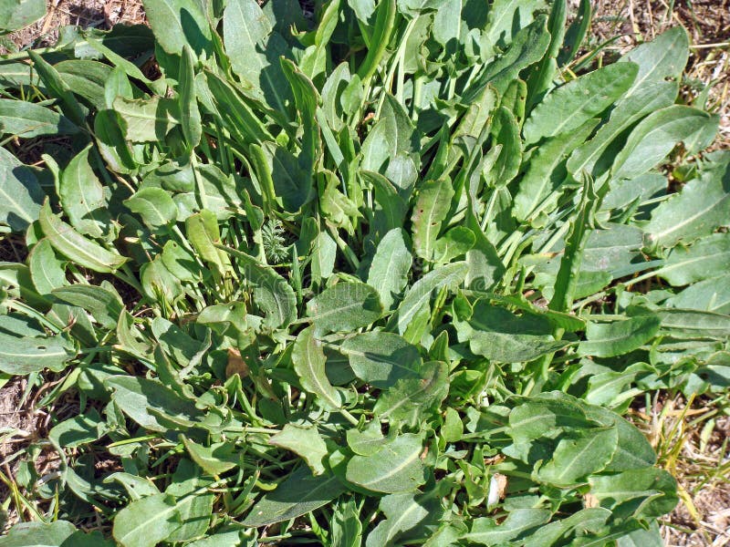 Wild sorrel stock photo. Image of leaves, wild, plant - 169425438