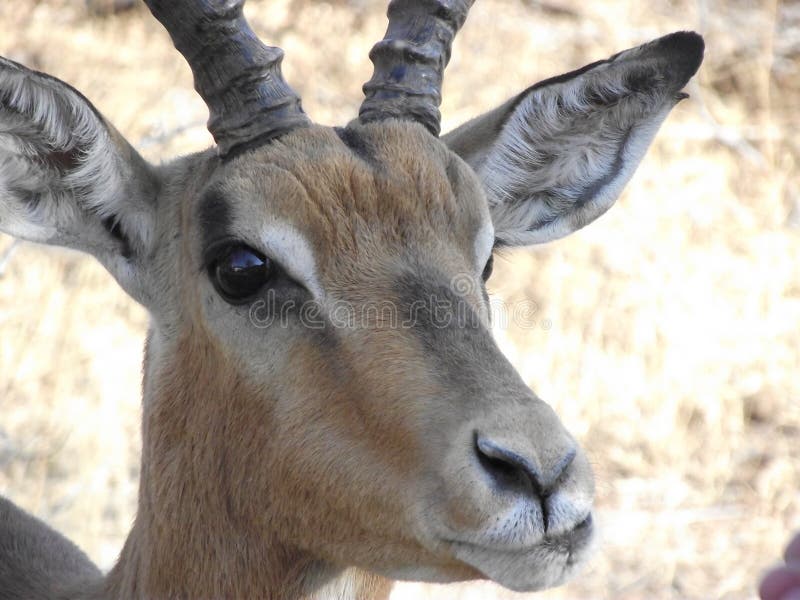 Wild South Africa stock image. Image of bush, africa - 46164569