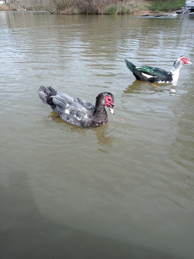 Wild southern ducks stock image. Image of animal, beak - 225641061