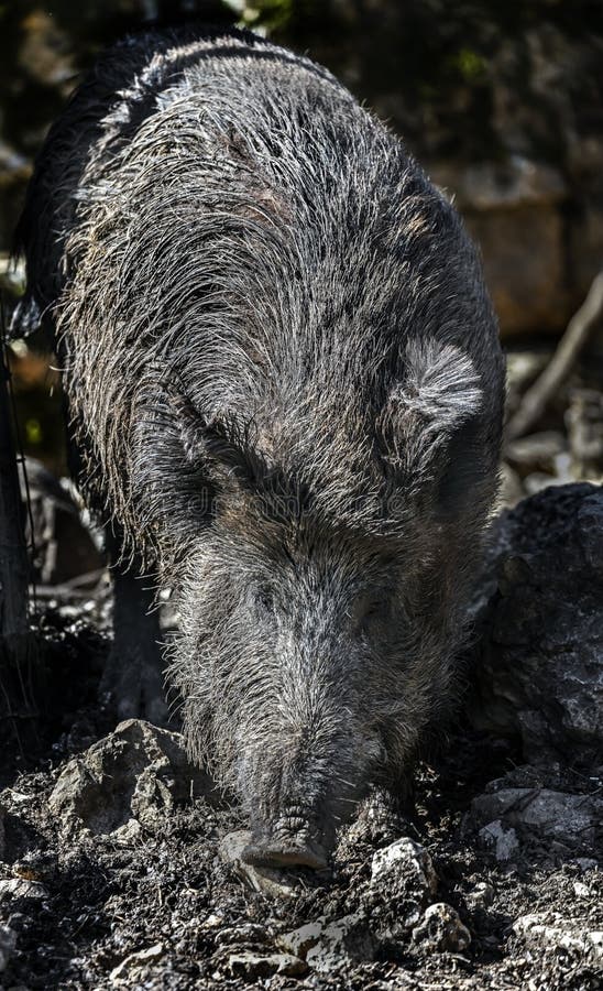 Wild sow 2 stock image. Image of boar, tusk, bristle - 134591593