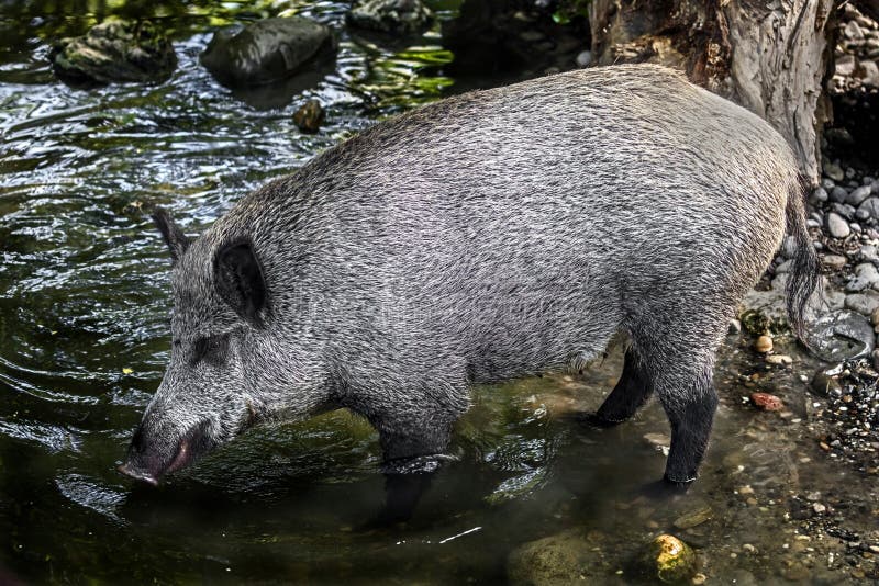 Wild sow 3 stock image. Image of ecology, view, boar - 136679161