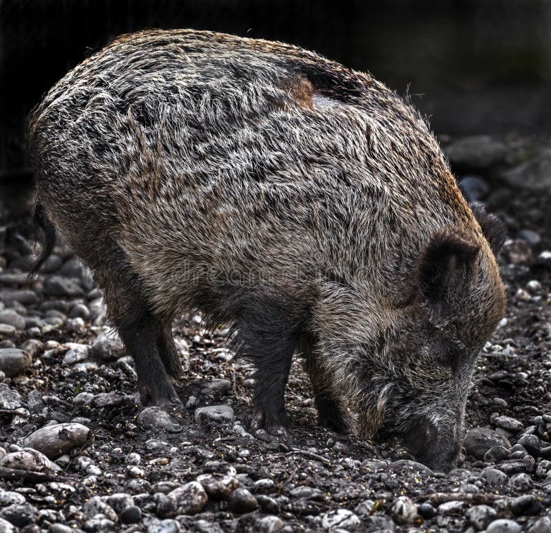 Wild sow 6 stock photo. Image of view, ugly, bacon, swinishness - 192952220