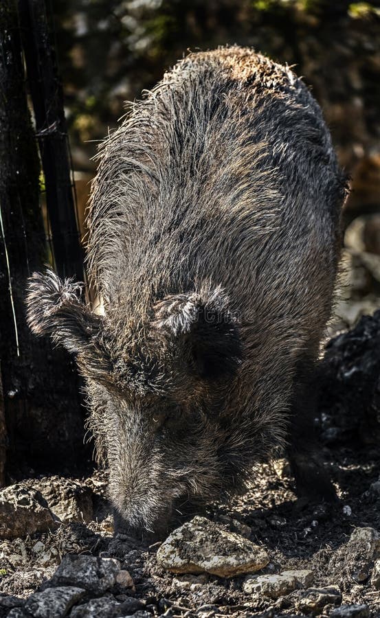 Wild sow 8 stock photo. Image of creature, boar, swinishness - 241704016