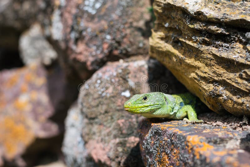 Wild Spanish Ocellated Lizard among Rocks Stock Photo - Image of ...