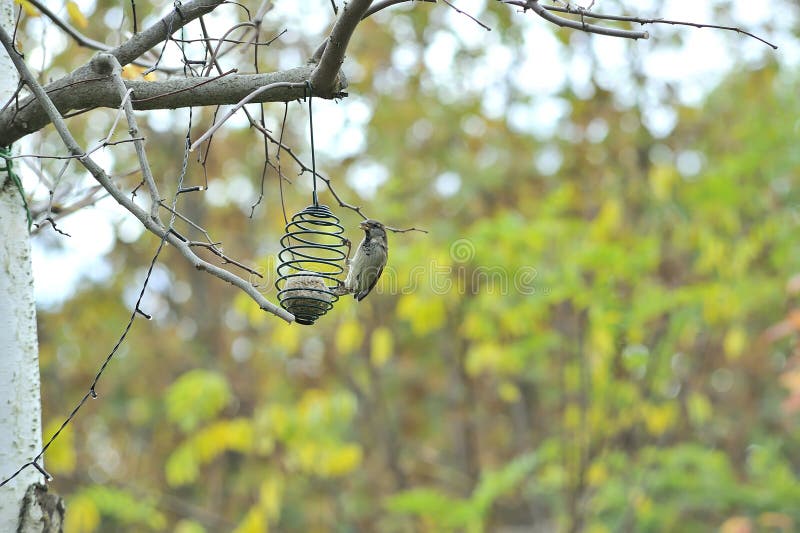 Wild Sparrow Feeding on a Fat Ball Hanging from a Tree Stock Image ...