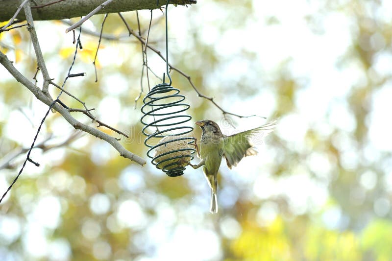Wild Sparrow Hovering Around a Fat Ball Hanging from a Tree Stock Image ...