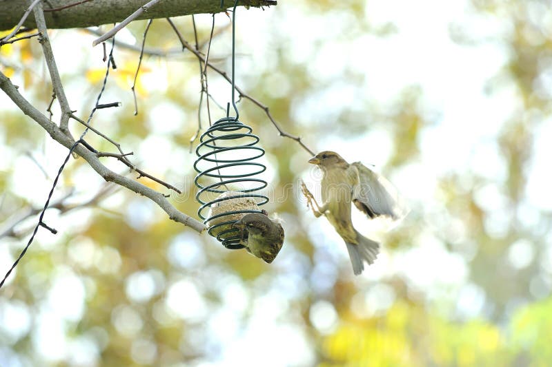 Wild Sparrows Approaching To a Fat Ball Hanging from a Tree Stock Image ...