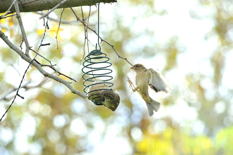 Wild Sparrows Approaching To a Fat Ball Hanging from a Tree Stock Image ...