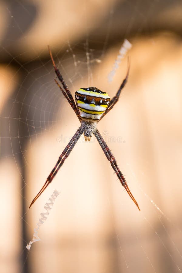 Wild Spider stock image. Image of staple, nest, wild - 68257939