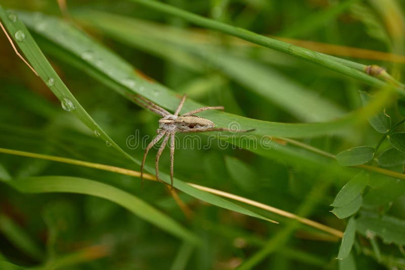 Wild Spider in Freedom Walking on the Vegetation of a Garden Stock ...