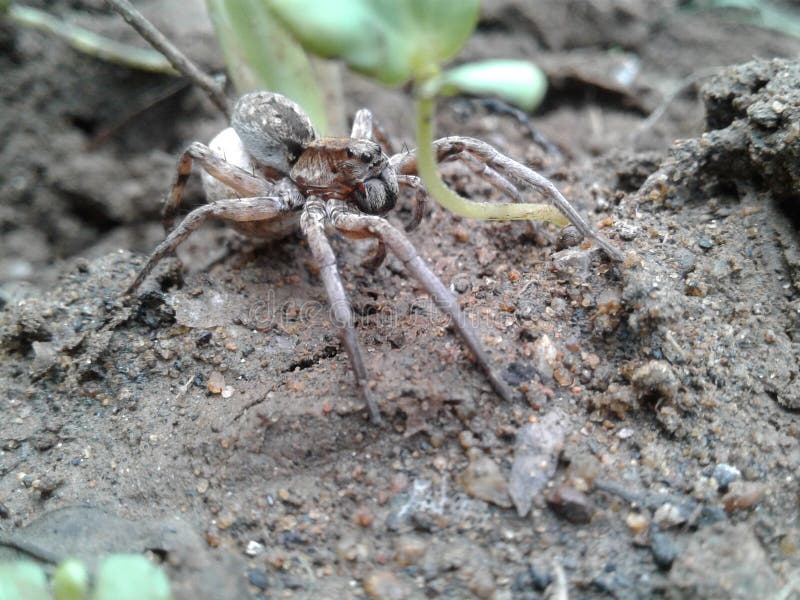 Spider stock photo. Image of spider, spidergivingegg - 101252922