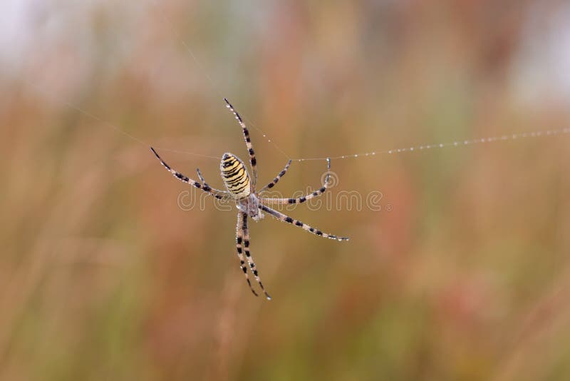 Wild spider on the net stock photo. Image of white, nature - 267313906