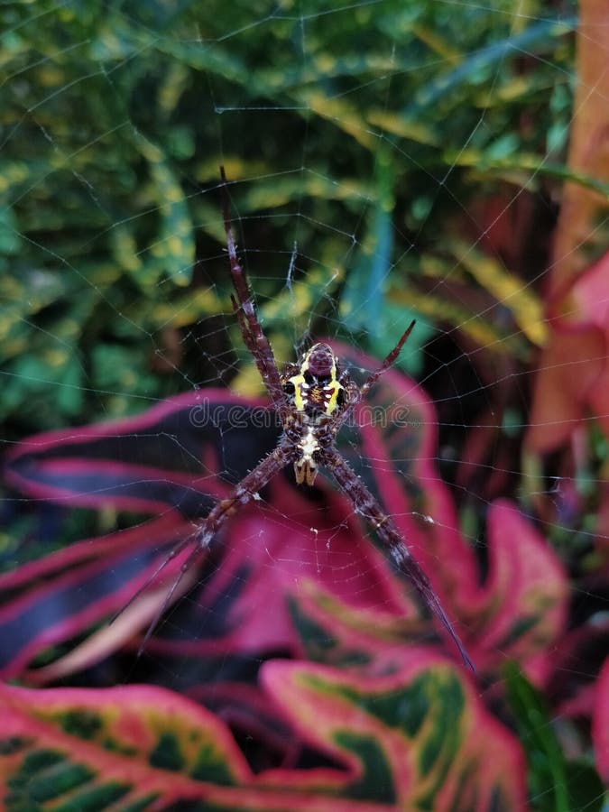 Wild Spider on it& X27;s Huge Web Stock Photo - Image of animal ...