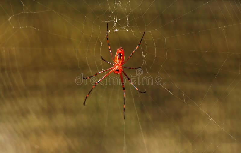 Wild spider stock photo. Image of blur, angles, macro - 229456738