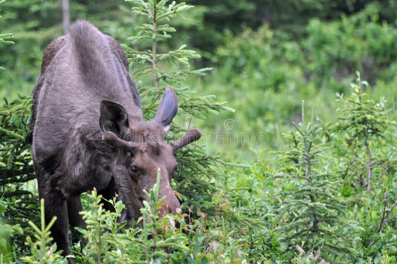 Wild Spike Bull Moose stock photo. Image of alaska, north - 15067590
