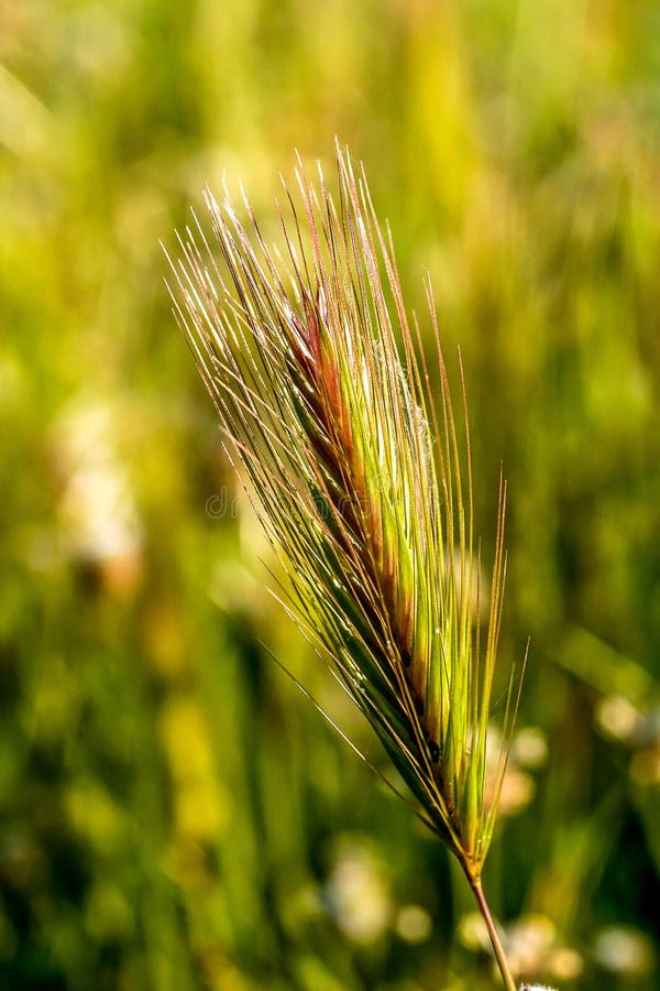 Wild Spike Bull Moose stock photo. Image of alaska, north - 15067590