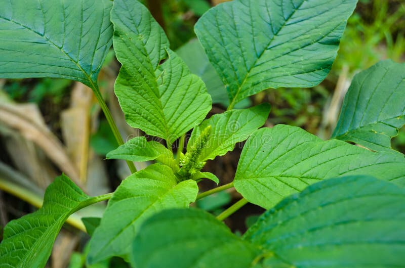 Wild Spinach Plant Growing in the Garden Stock Image - Image of fruit ...