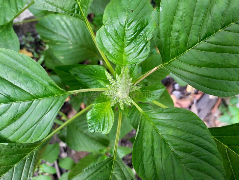 Wild spinach tree stock image. Image of mini, foliage - 290752875