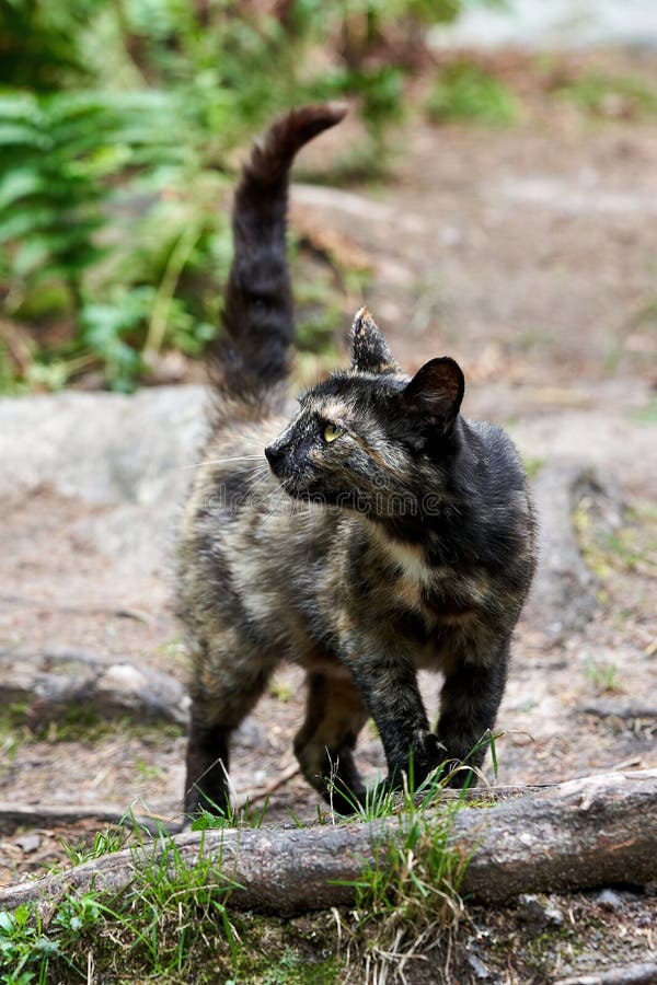 A Wild Spotted Cat Walks through the Forest with Its Tail Raised Stock ...