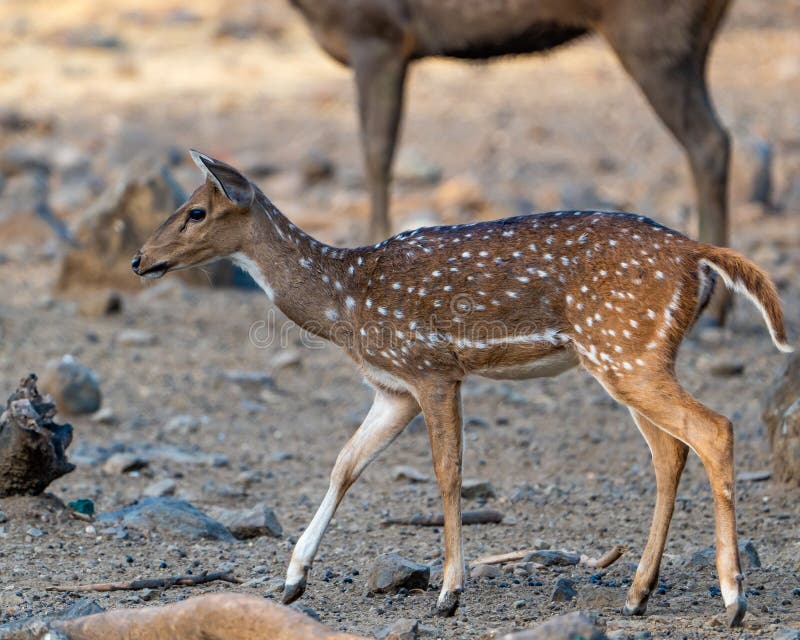 Wild Spotted Deer (Chital Deer) Standing in a Forest Glade Stock Photo ...
