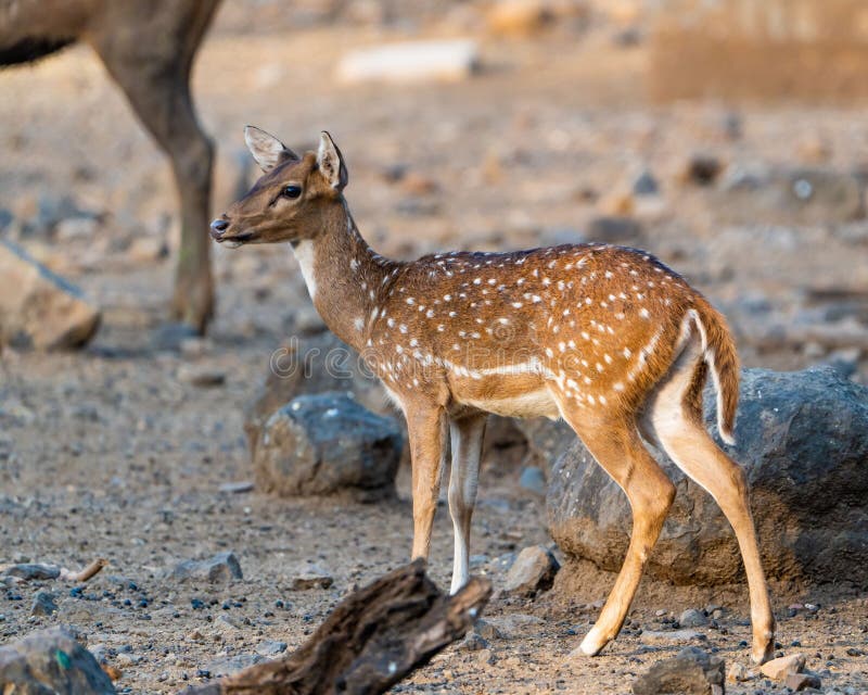 Wild Spotted Deer (Chital Deer) Standing in a Forest Glade Stock Photo ...