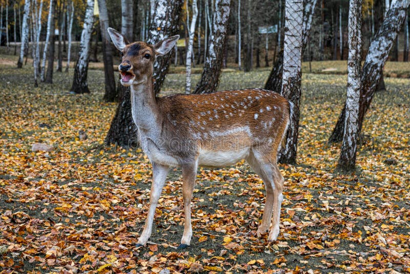 Wild spotted deer in park stock photo. Image of environment - 301365404