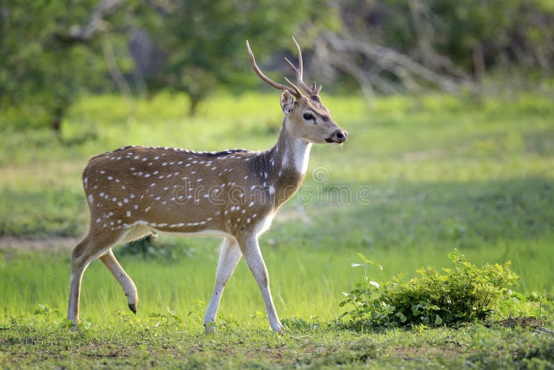 Wild Spotted deer stock photo. Image of buck, male, autumn - 49692836
