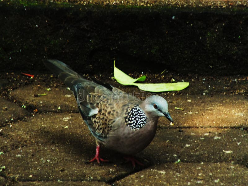 A Wild Spotted Dove is Standing on a Concrete Surface. Stock Image ...