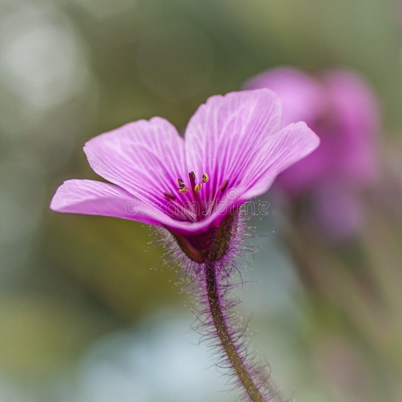 Wild, Spotted or Wood Geranium Stock Image - Image of flora, detail ...