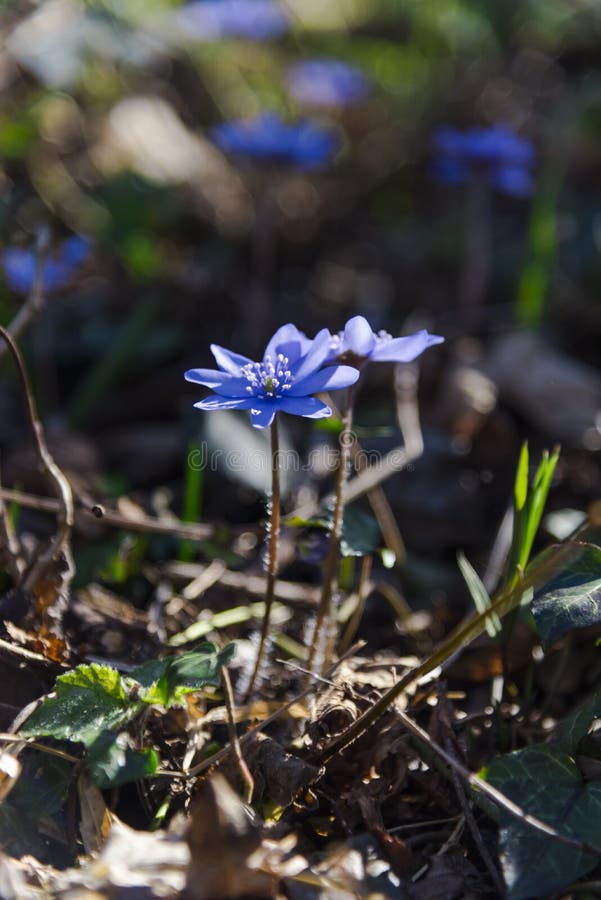 Wild spring blue flower stock image. Image of festive - 186154387