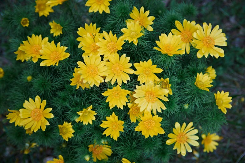 Wild, Spring Bright Yellow Flower Adonis Vernalis Stock Image - Image ...