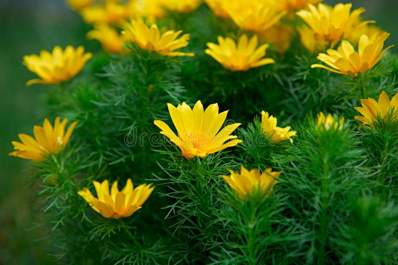 Wild, Spring Bright Yellow Flower Adonis Vernalis Stock Photo - Image ...
