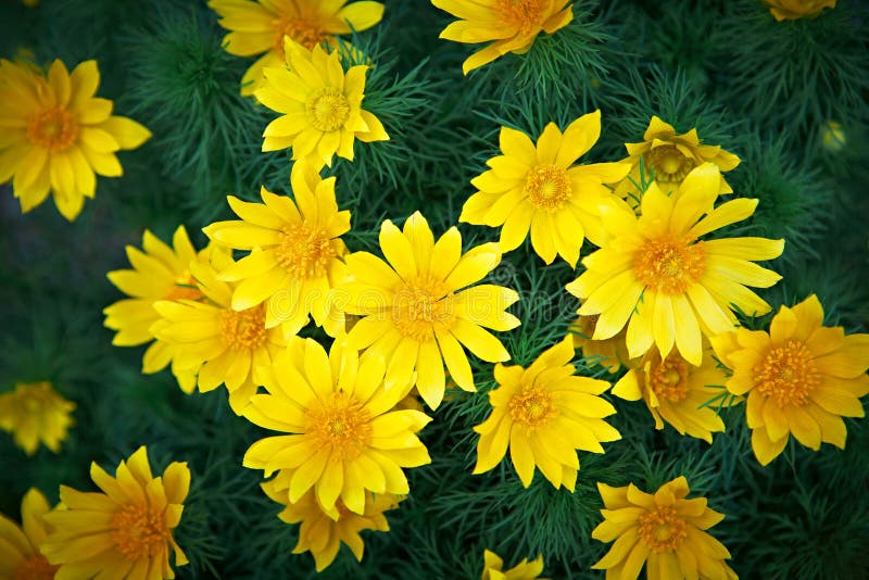 Wild, Spring Bright Yellow Flower Adonis Vernalis Stock Image - Image ...