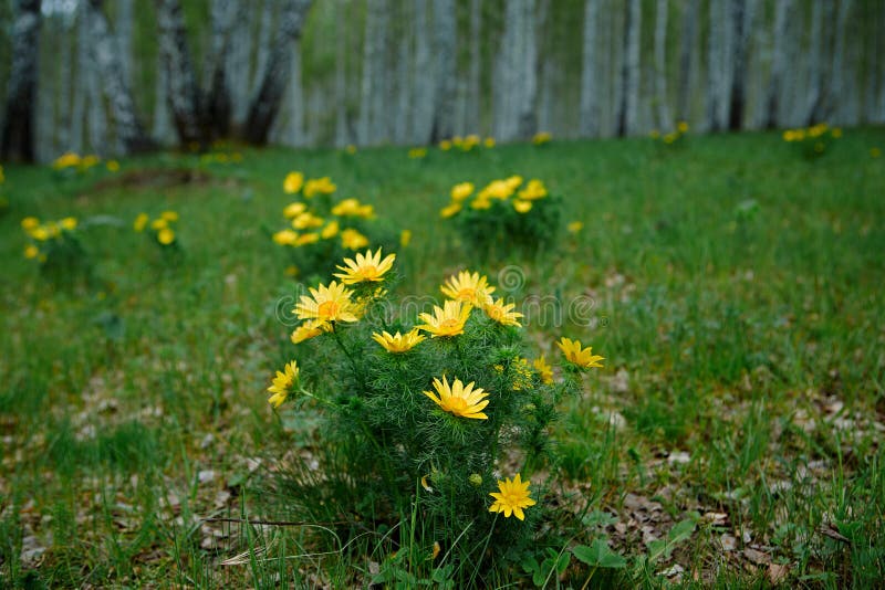 Wild Spring Bright Yellow Flower Adonis Vernalis in the Glades of the ...