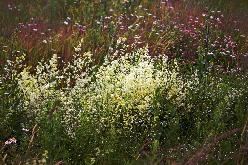 Wild spring field stock image. Image of beauty, authentic - 11991961