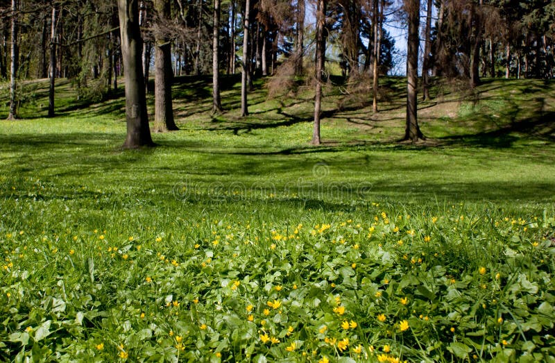 Wild spring flowers stock image. Image of floral, april - 14026143
