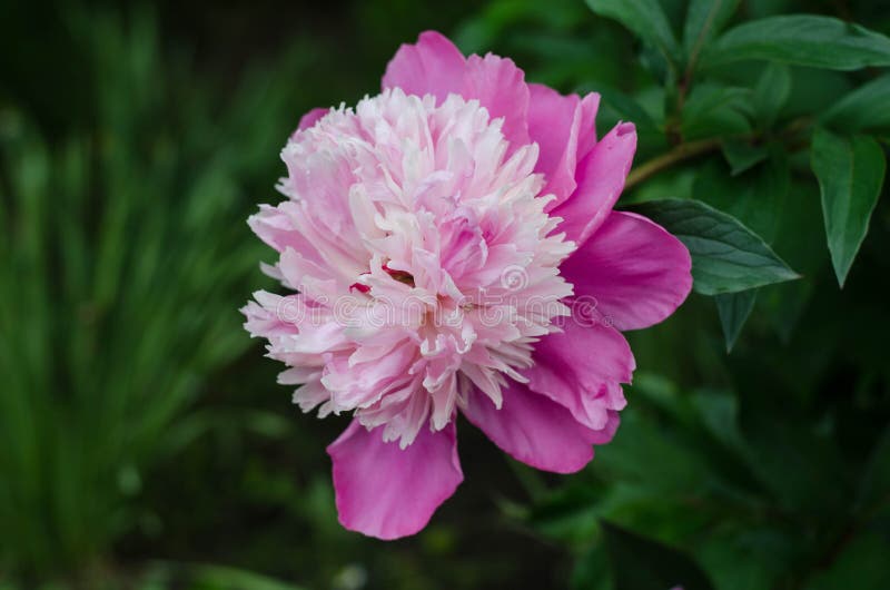 Wild Spring Flowers. Chrysanthemums Pink Flowers. Flower Bed. Stock ...