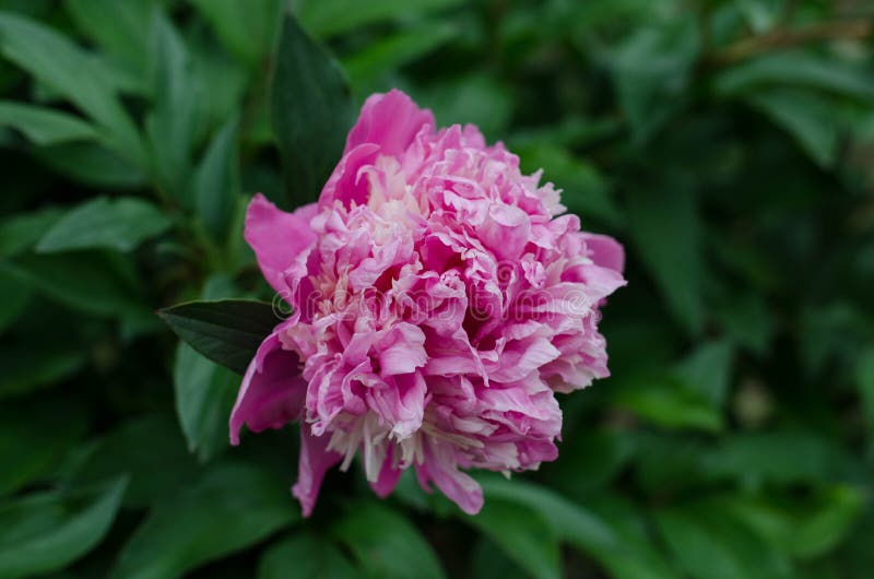 Wild Spring Flowers. Chrysanthemums Pink Flowers. Flower Bed. Stock ...