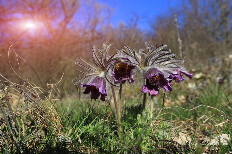 Wild Spring Flowers in Forest Stock Image - Image of hairy, beauty ...