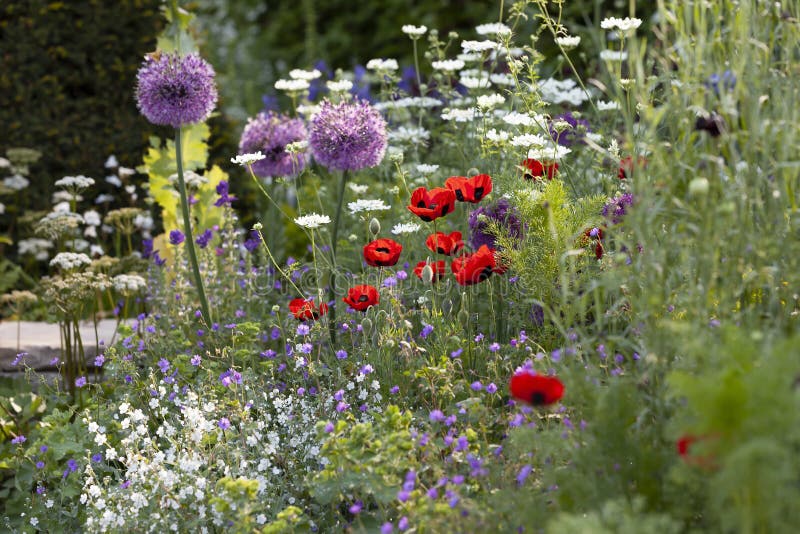 Wild Spring Flowers Growing Stock Photo - Image of foliage, morning ...