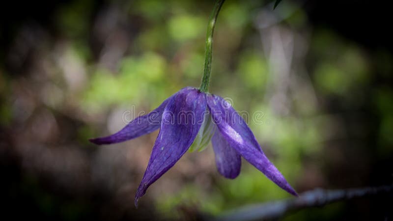 Wild Spring Flowers ! stock image. Image of scenery - 164600937