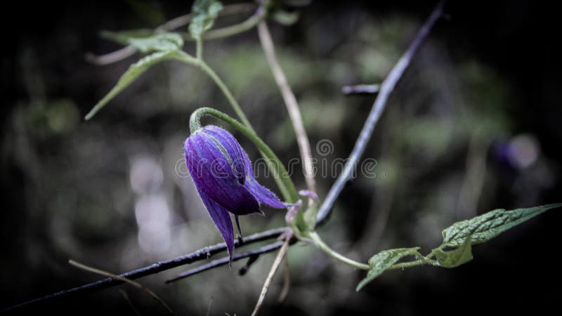 Wild Spring Flowers ! stock image. Image of scenery - 164600947