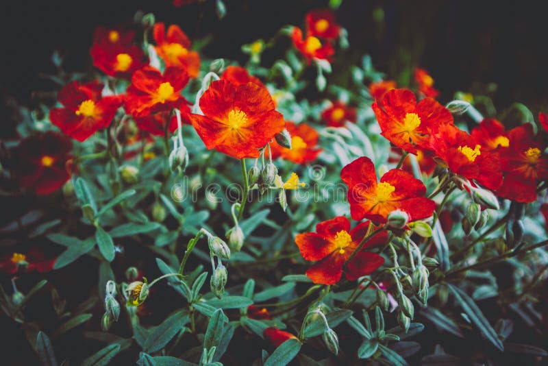 Wild Spring Flowers ! stock photo. Image of looking - 164601656