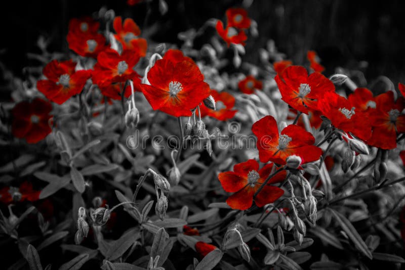 Wild Spring Flowers ! stock image. Image of wild, beautiful - 164601745