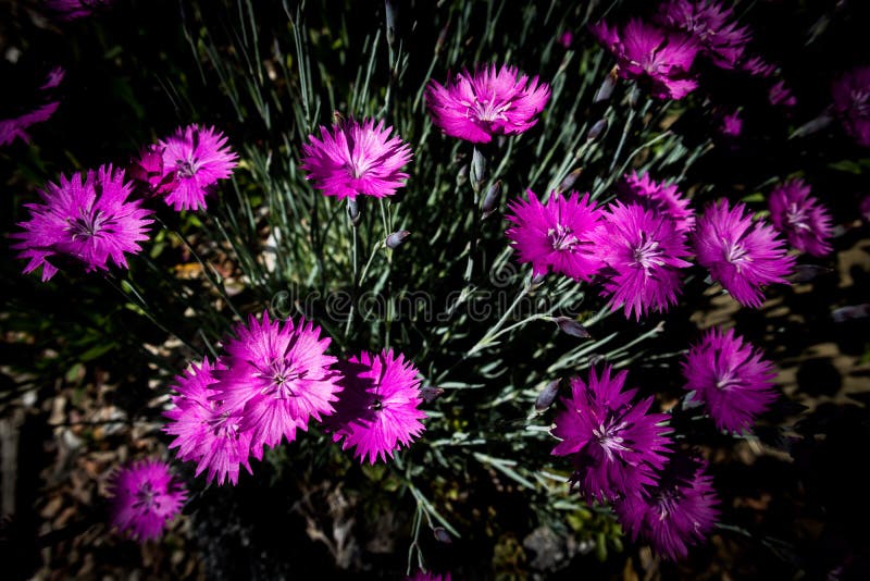 Wild Spring Flowers ! stock photo. Image of flowers - 164602096